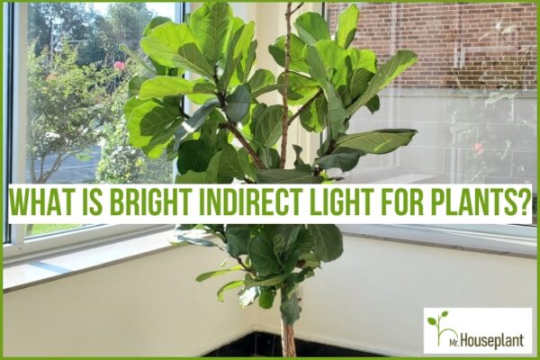 What Is Bright Indirect Light For Plants? - Mr.Houseplant