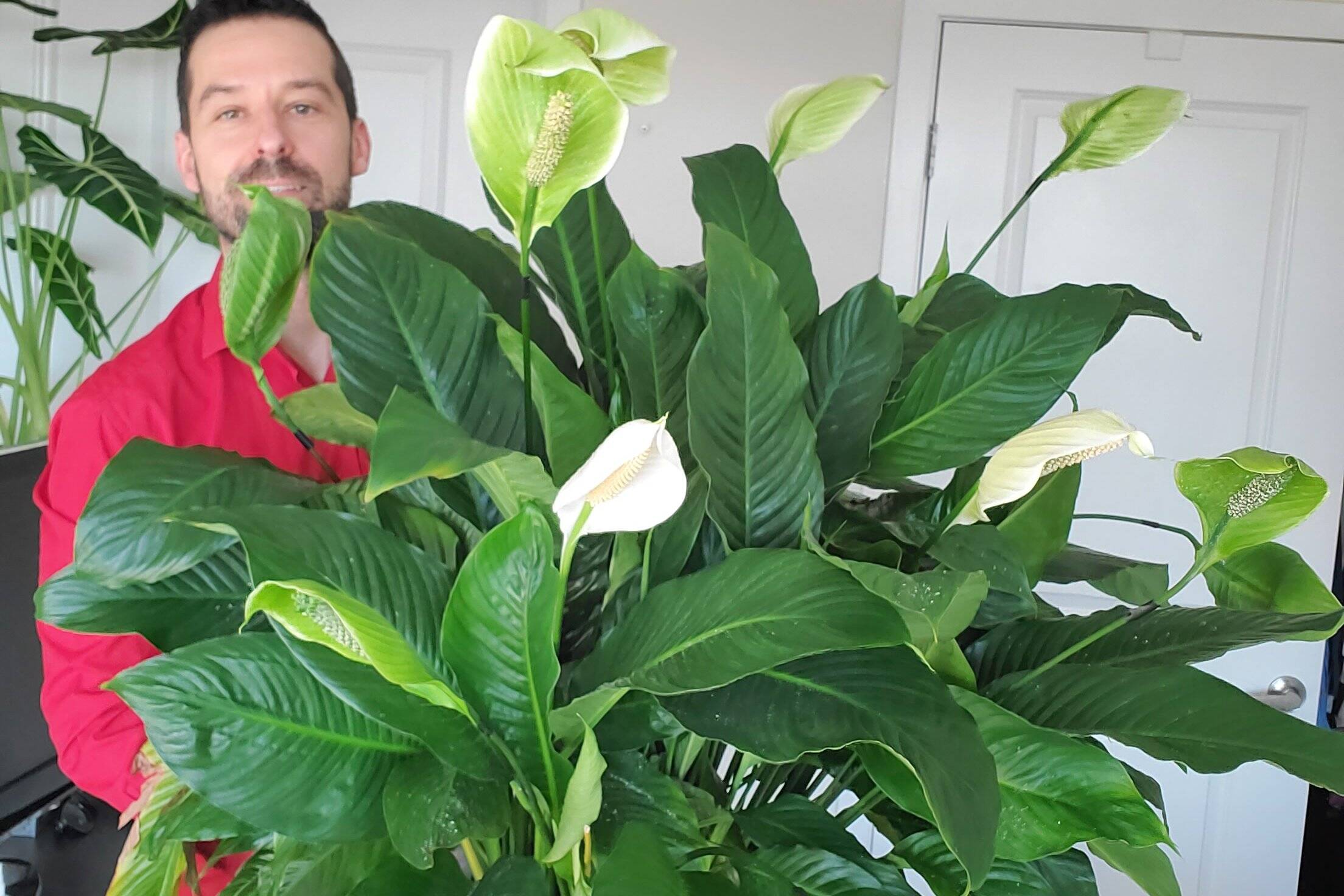 Peace Lily Plant Care (How to Grow Spathiphyllum) - Mr.Houseplant