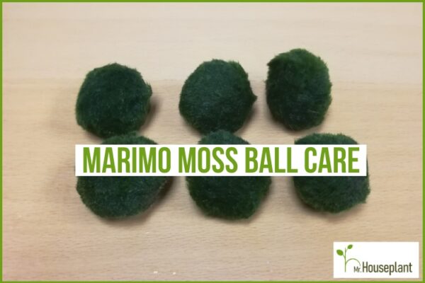 Marimo Moss Ball Care - The Only Guide You’ll Ever Need - Mr.Houseplant
